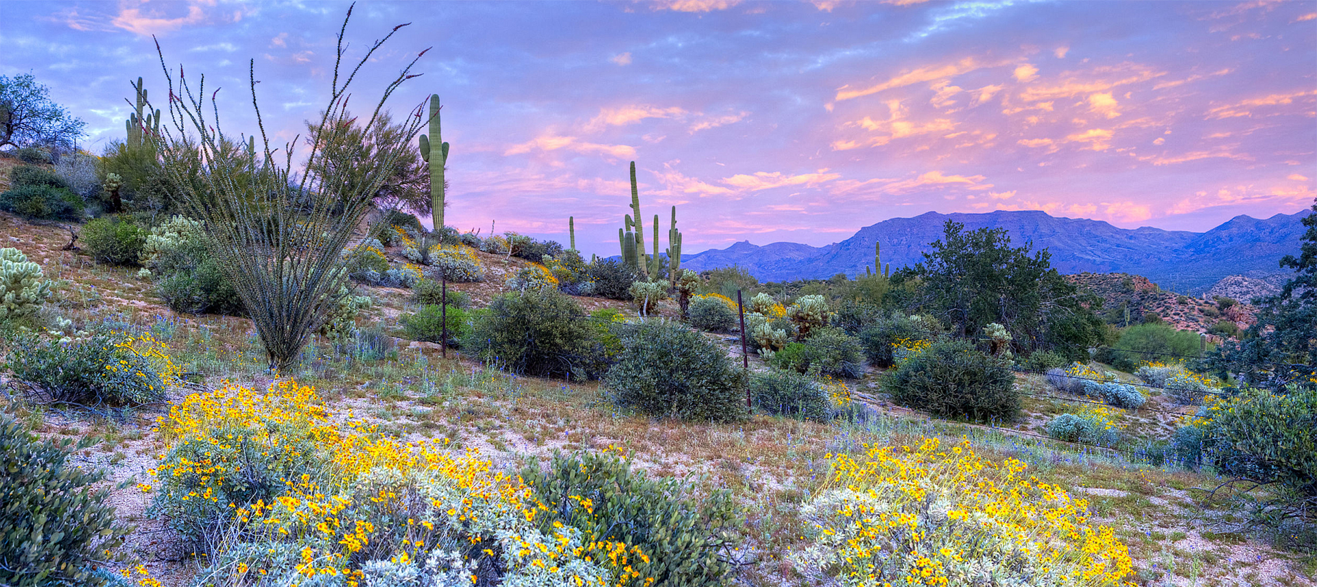 Tempe Real Estate Agent | Nick Bastian | 602-803-6425